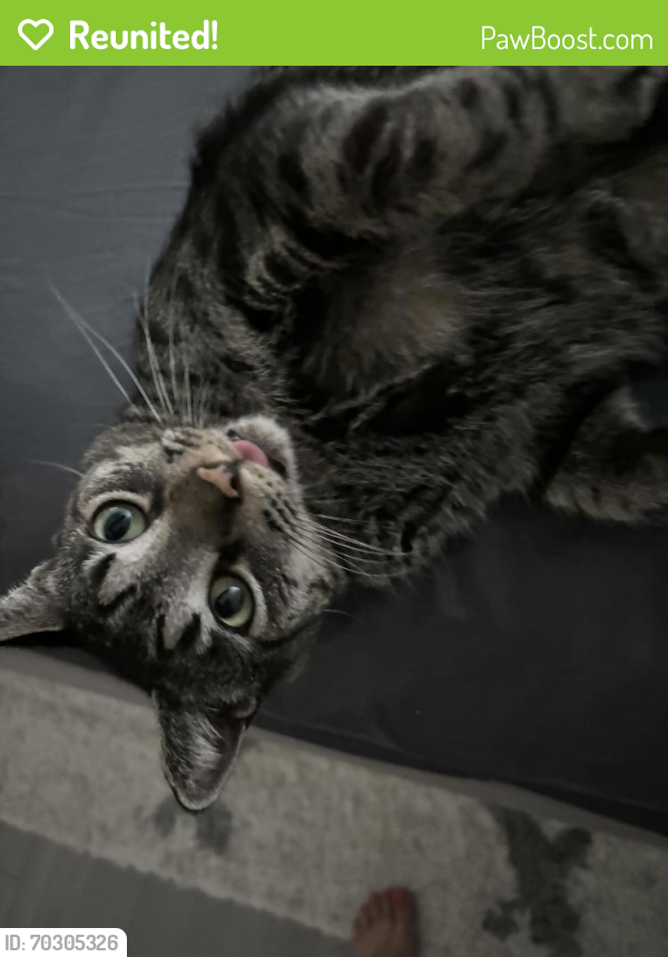 Reunited Male Cat in Riverview, FL 33579 (ID: 70305326) | PawBoost