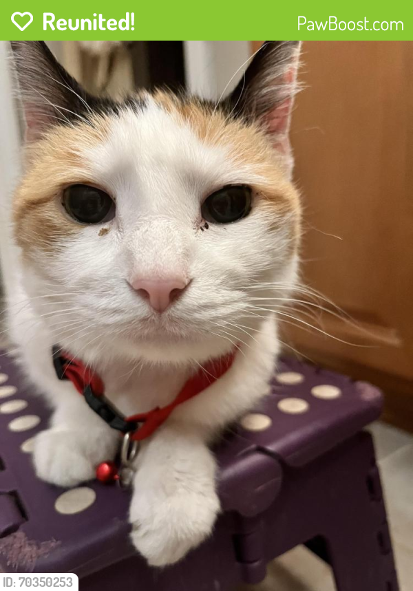Reunited Female Cat in Chippewa Township, PA 15010 (ID: 70350253 ...