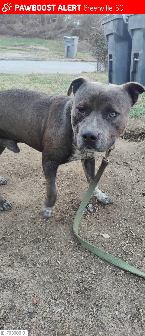 Greenville, SC Lost Male Dog, Blue Is Missing | PawBoost
