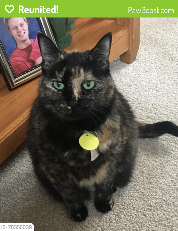 Reunited Female Cat in Bellevue, WI 54302 (ID: 70356039) | PawBoost