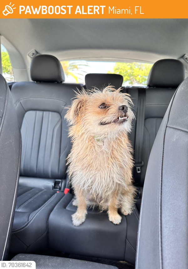 Miami, FL Stray Male Dog Found Near Tamiami Airport | PawBoost