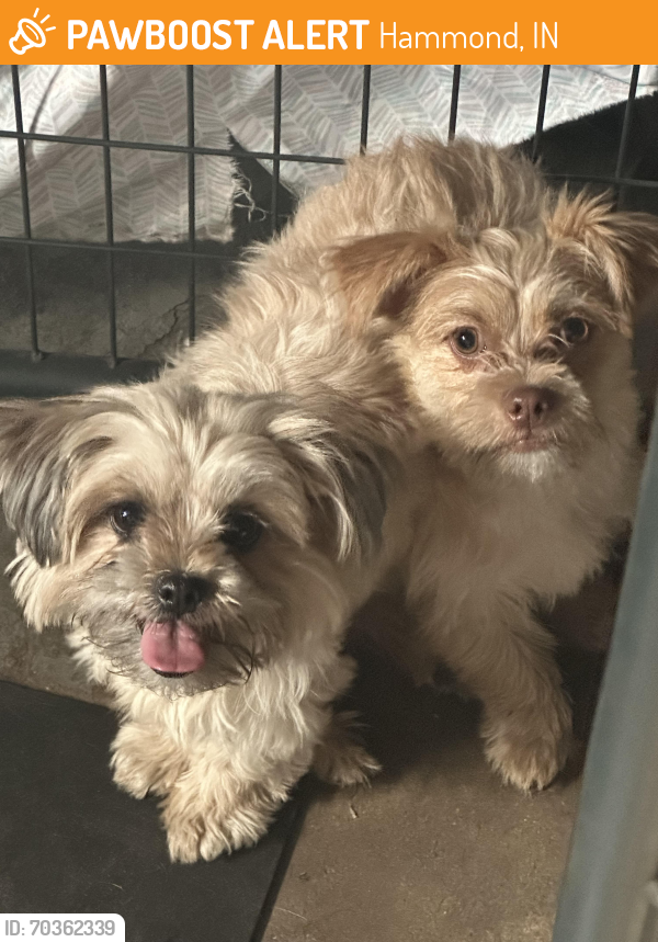Hammond, IN Stray Dog Found Near Hammond IN 46324 | PawBoost