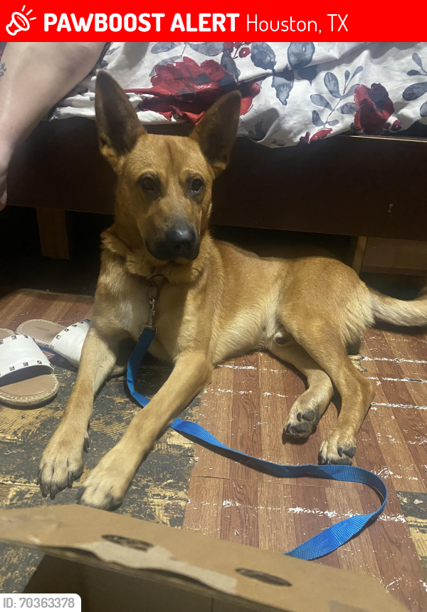 Houston, TX Lost Male Dog, Oso Is Missing | PawBoost