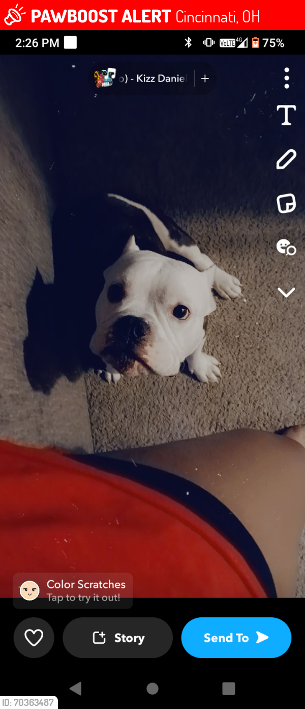 Cincinnati, OH Lost Male Dog, Pooh Shiesty Is Missing | PawBoost