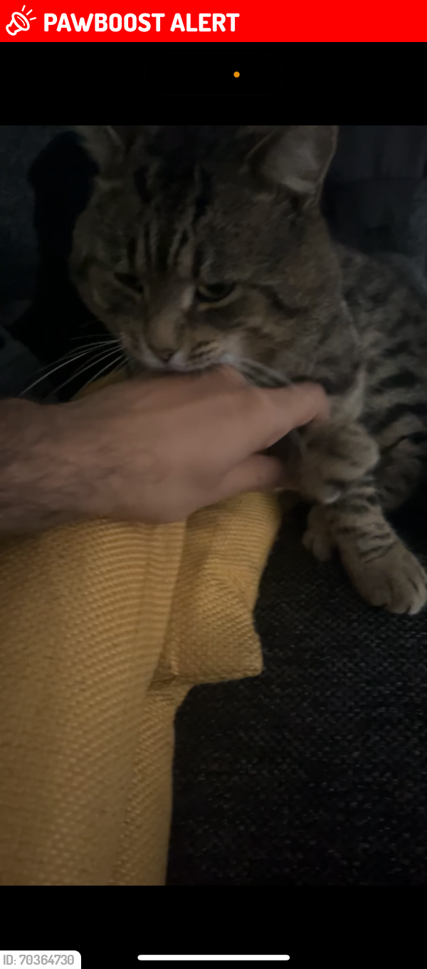 West Midlands, England Lost Male Cat, Capello Is Missing | PawBoost