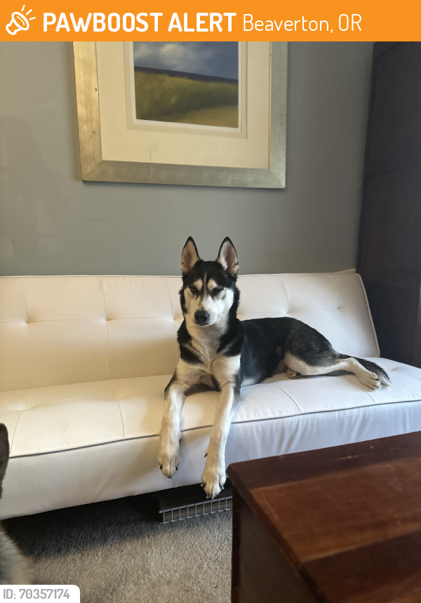 Beaverton, OR Stray Female Dog Found Near 170th & scholls ferry | PawBoost