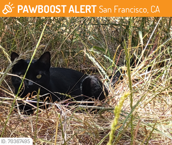 San Francisco, CA Stray Cat Found Near Golden Gate Park woods east of ...