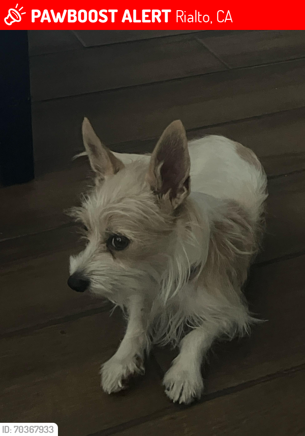Rialto, CA Lost Male Dog, Canelo Is Missing | PawBoost