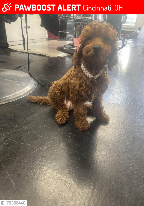 Cincinnati, OH Lost Female Dog, Cinnamon Is Missing | PawBoost