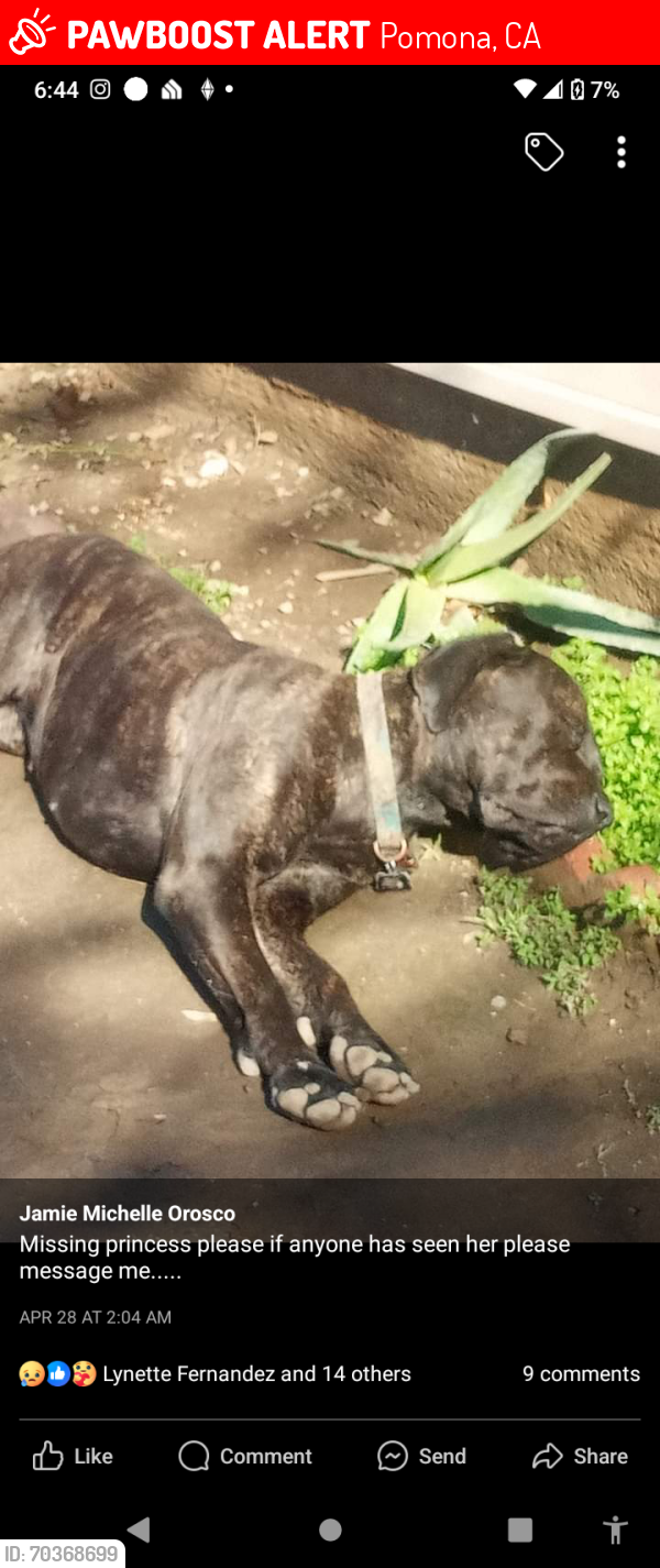 Pomona, CA Lost Female Dog, Princess Is Missing | PawBoost