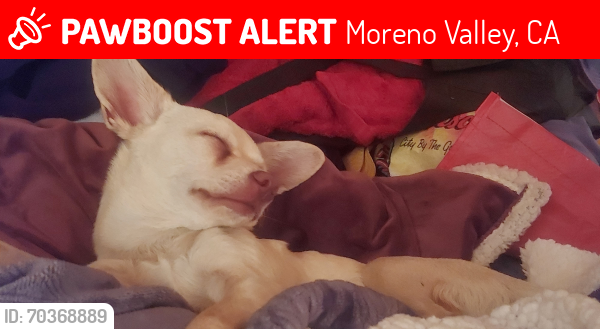 Moreno Valley, CA Lost Female Dog, Delilah Is Missing | PawBoost
