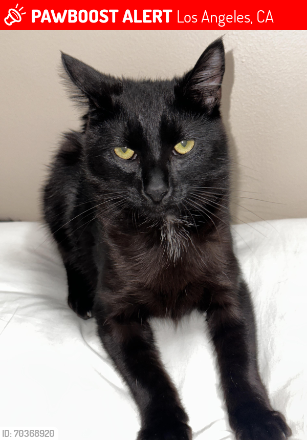 Los Angeles, CA Lost Male Cat, Salem Is Missing | PawBoost