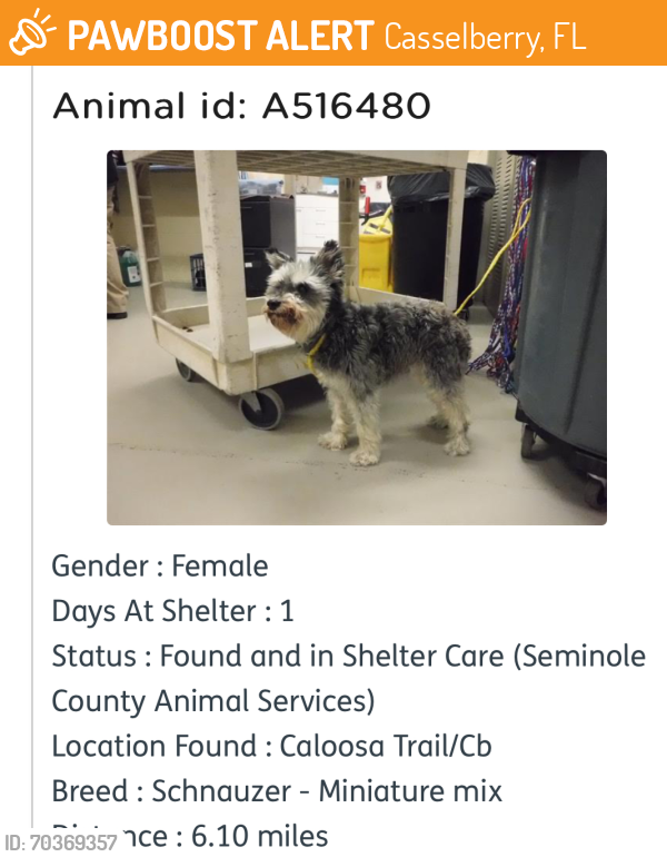 Casselberry, FL Stray Female Dog Found Near Near caloosa trail | PawBoost