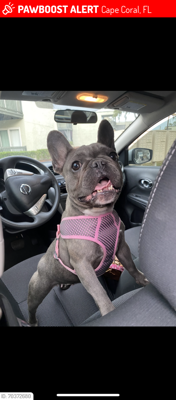 Cape Coral, FL Lost Female Dog, Jemma Is Missing | PawBoost