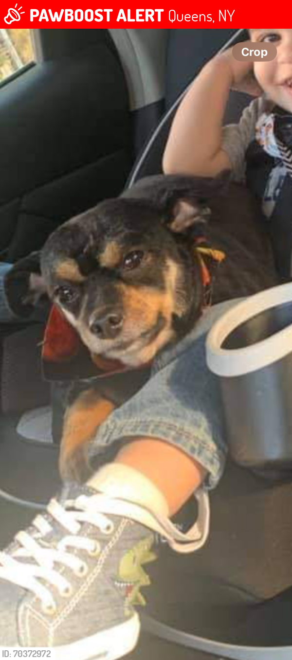 Queens, NY Lost Male Dog, Cootie aka Cody Is Missing | PawBoost