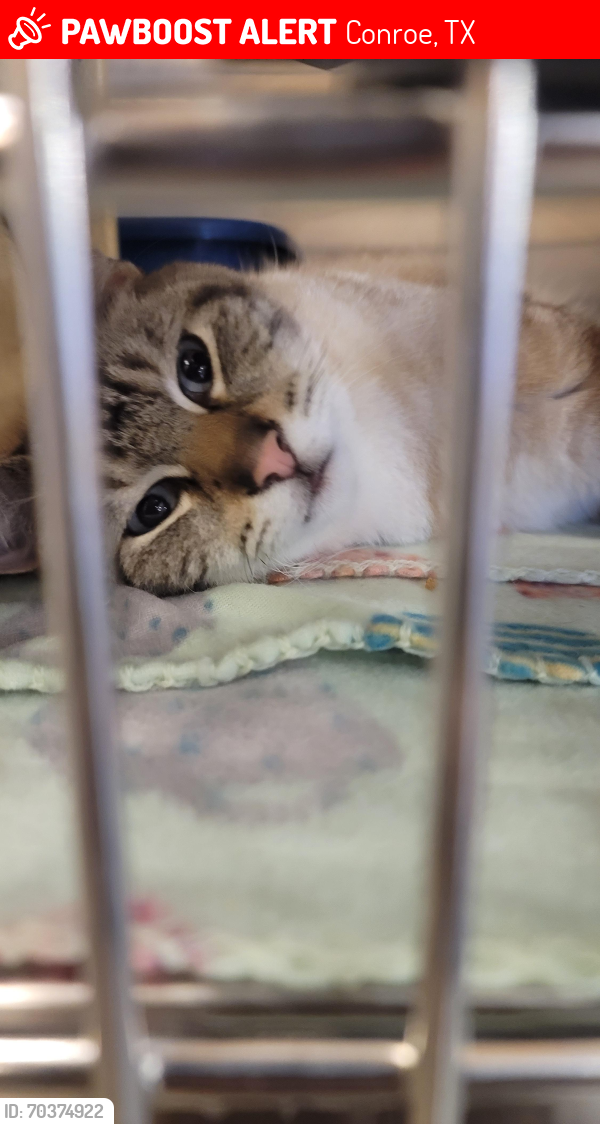 Conroe, TX Lost Male Cat, Toby Is Missing | PawBoost