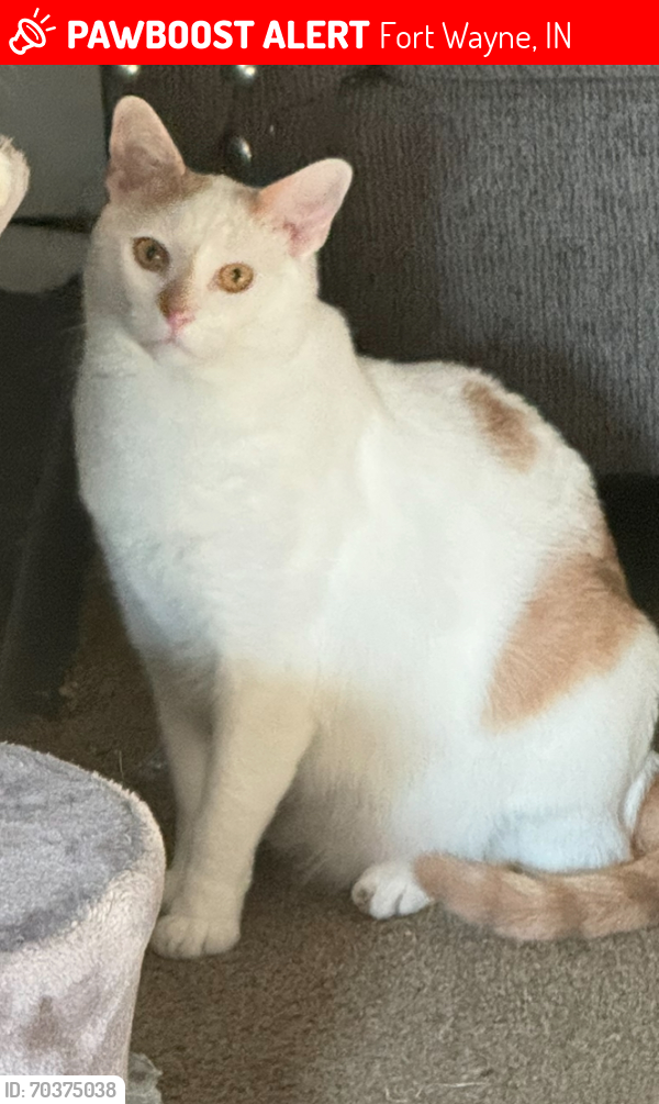 Fort Wayne, IN Lost Male Cat, Caramelo Is Missing | PawBoost