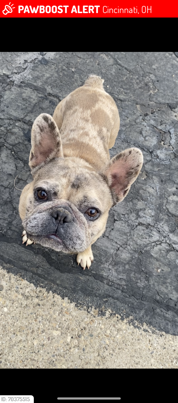 Cincinnati, OH Lost Male Dog, Milo Is Missing | PawBoost