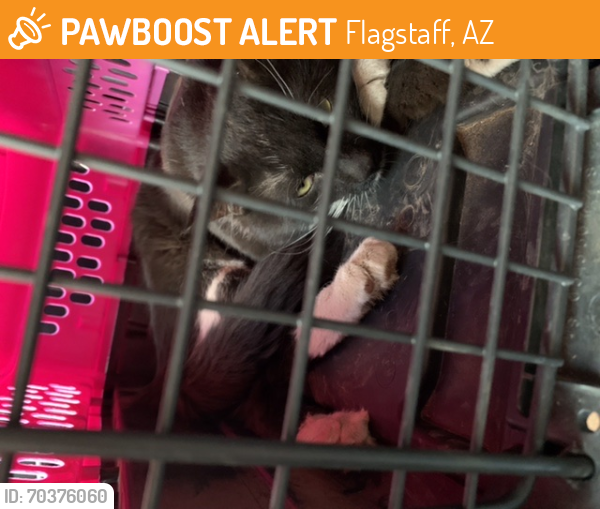 Flagstaff, AZ Stray Male Cat Found Near Franklin and Lone Tree | PawBoost