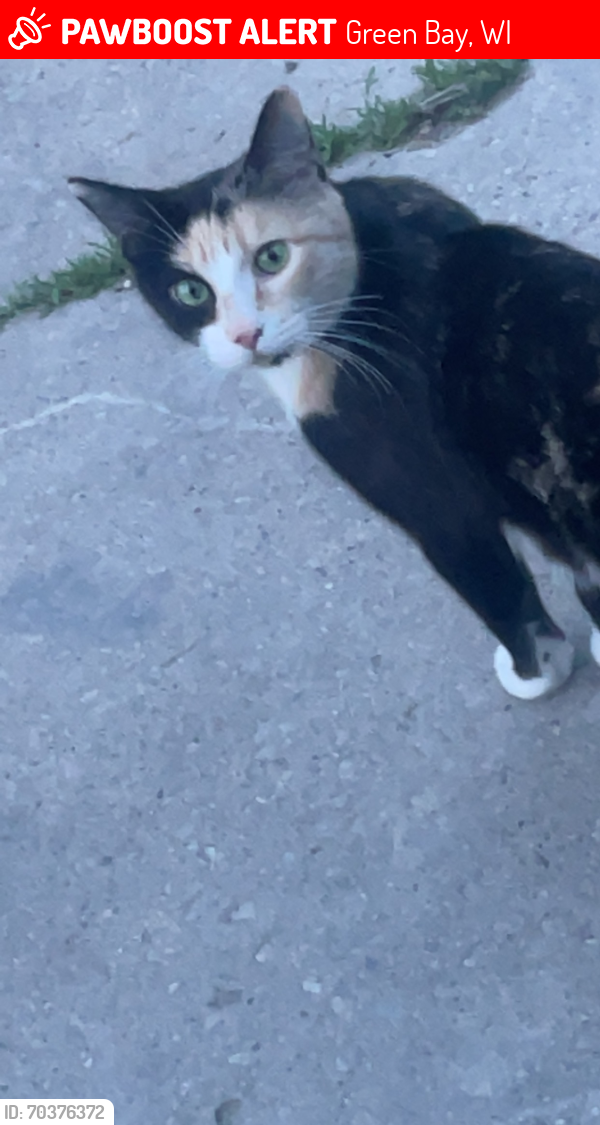 Green Bay, WI Lost Female Cat, Shadow Is Missing | PawBoost