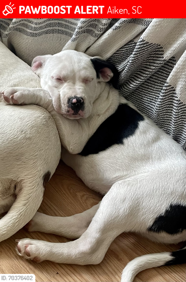 Aiken, SC Lost Male Dog, Boe Is Missing | PawBoost
