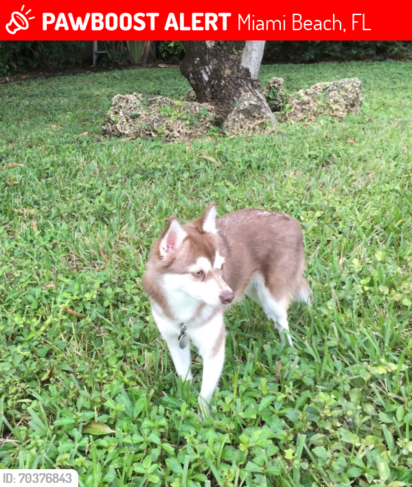 Miami Beach, FL Lost Female Dog, Kaylee Is Missing | PawBoost