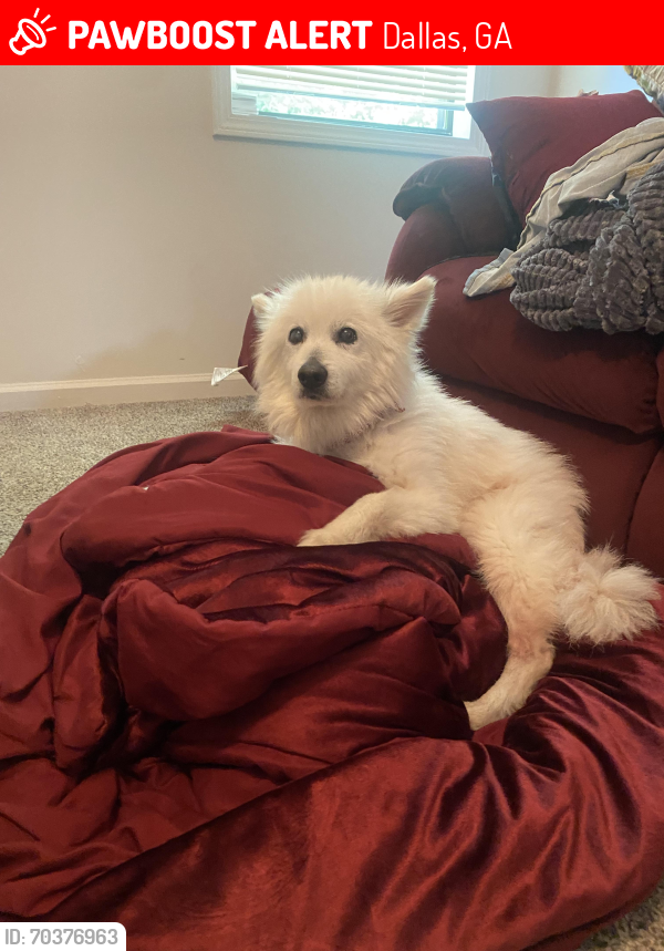 Dallas, GA Lost Male Dog, Mochi Is Missing | PawBoost