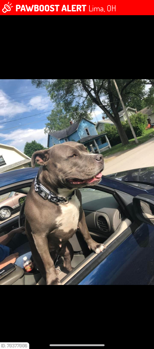 Lima, OH Lost Female Dog, Remmy Is Missing | PawBoost