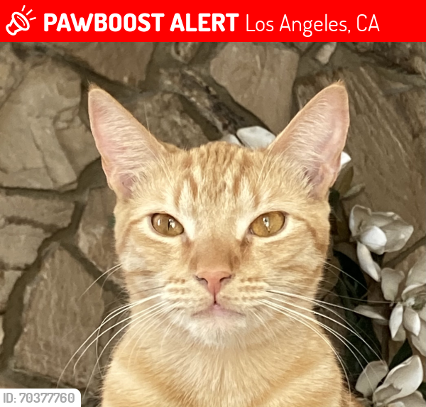 Los Angeles, CA Lost Male Cat, Simba Is Missing | PawBoost