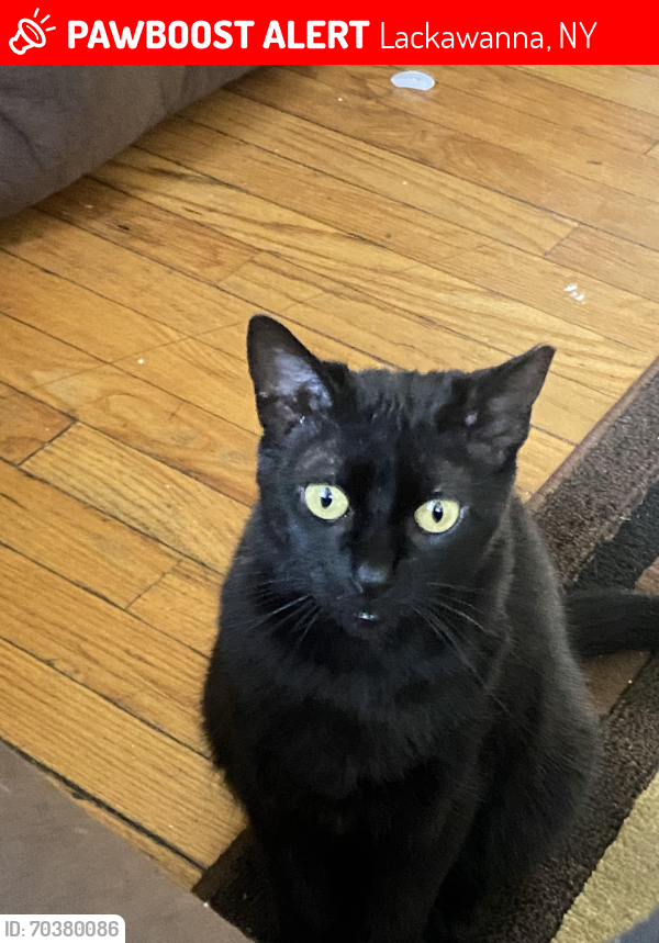 Lackawanna, NY Lost Female Cat, Lili Is Missing | PawBoost