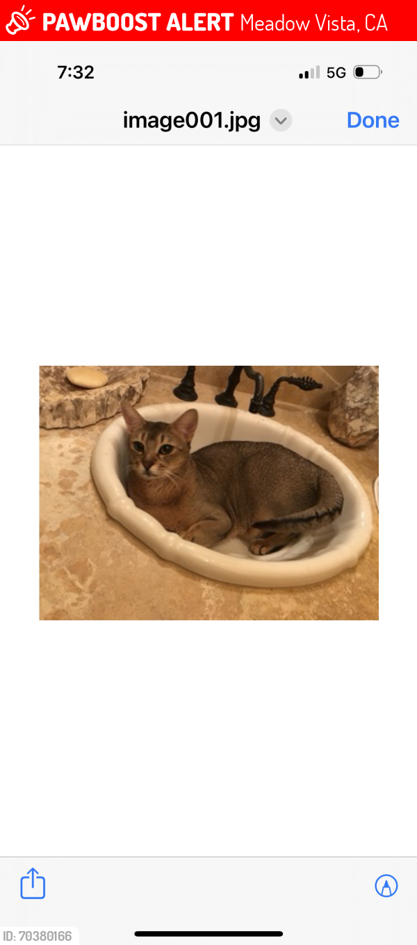 Meadow Vista, CA Lost Male Cat, Ubas Is Missing | PawBoost