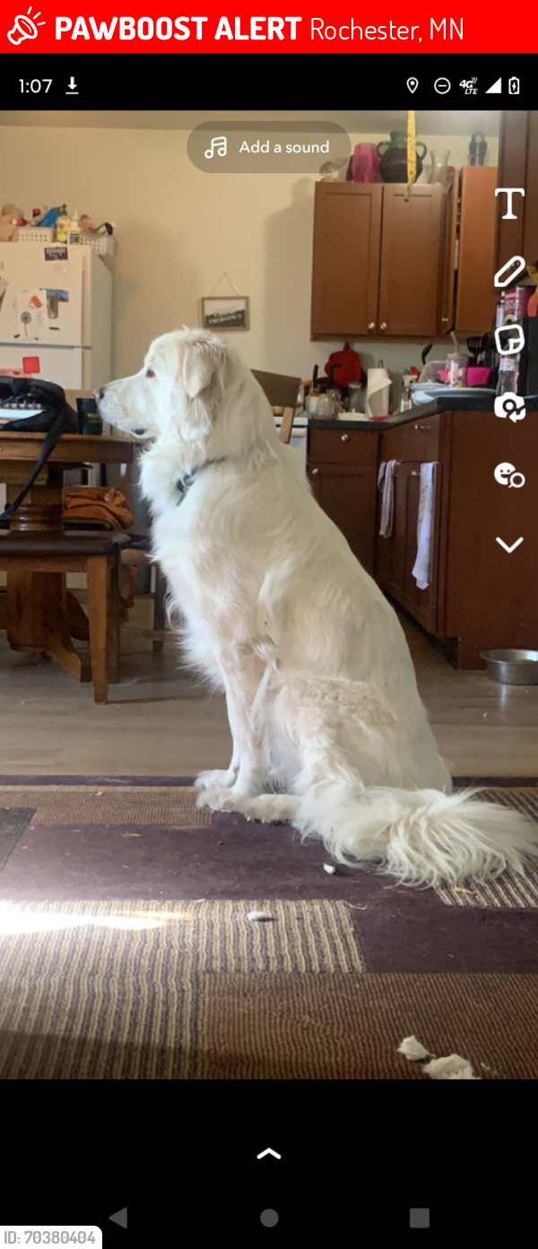 Rochester, MN Lost Male Dog, Olaf Is Missing | PawBoost