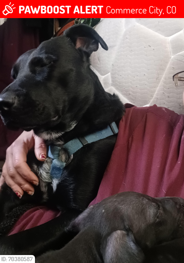 Commerce City, CO Lost Female Dog, Athena Is Missing | PawBoost