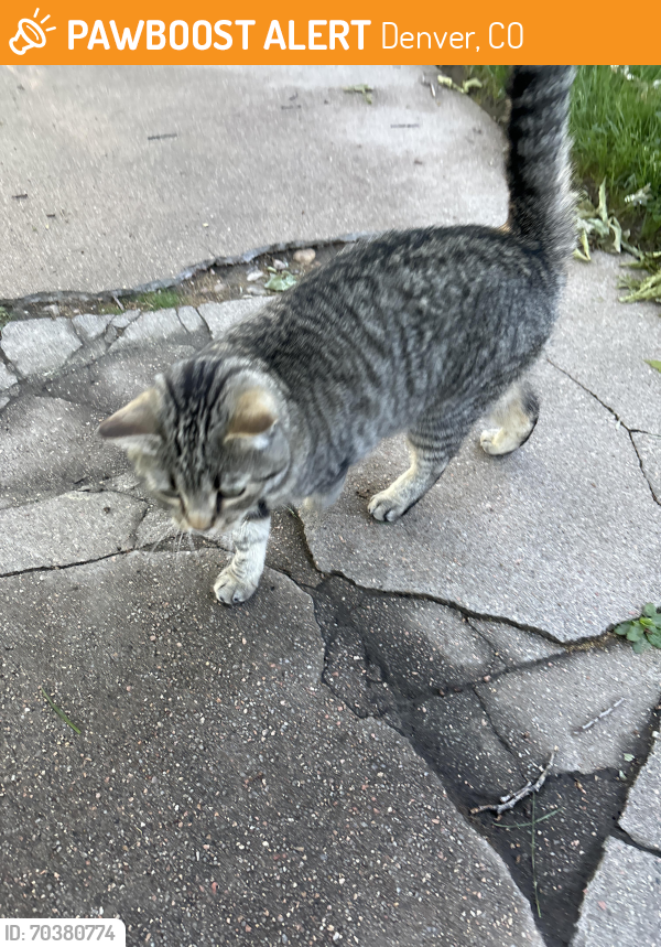 Denver, CO Stray Cat Found Near 7th Ave and Franklin (Cap Hill) | PawBoost