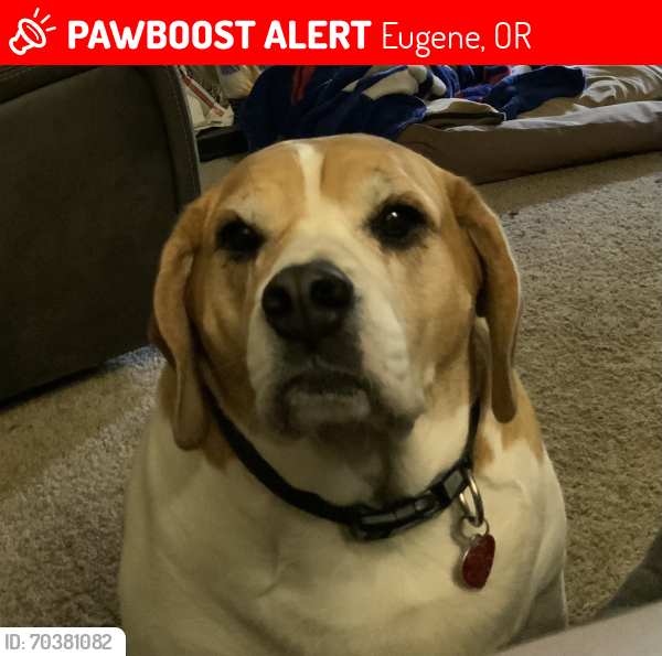 Eugene, OR Lost Female Dog, Snoopy Is Missing | PawBoost