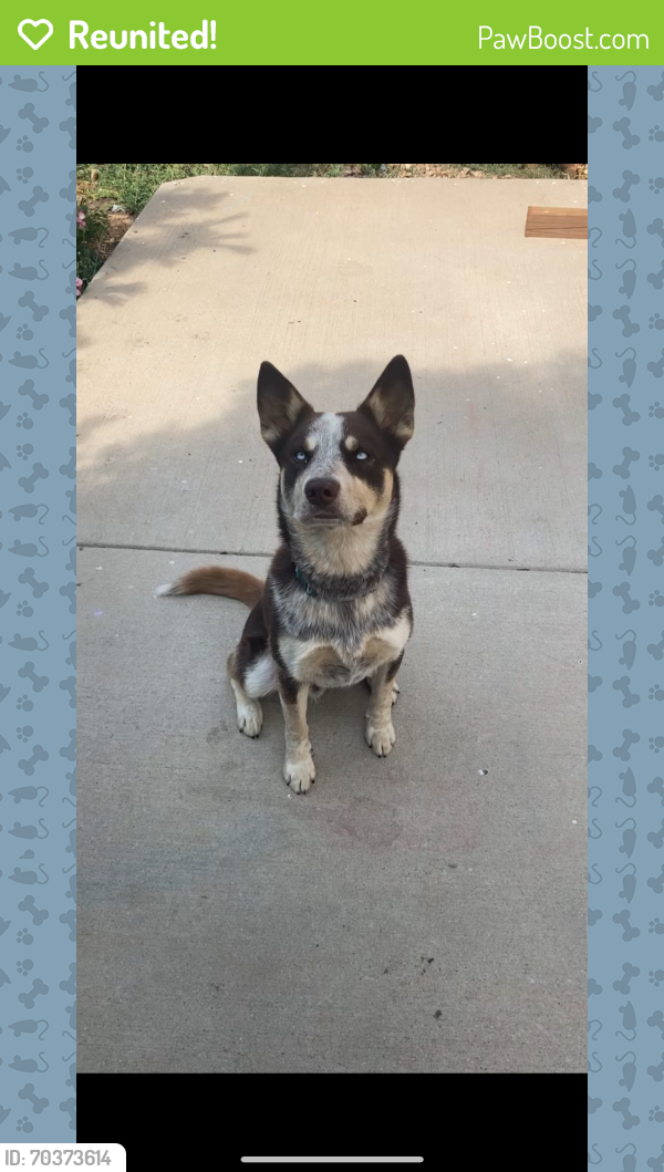 Reunited Male Dog in Denver, CO 80239 (ID: 70373614) | PawBoost
