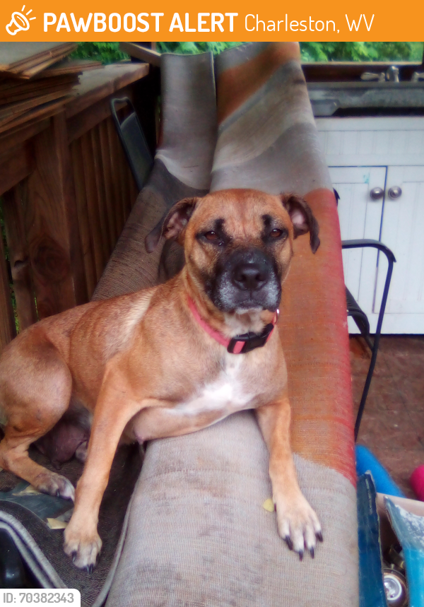 Charleston, WV Stray Female Dog Found Near Near Lincoln drive ...