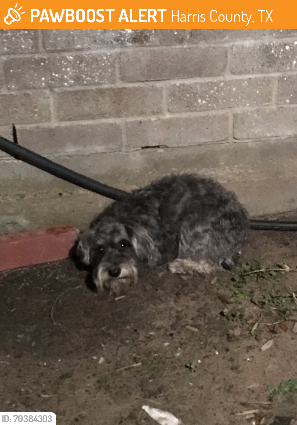 Harris County, TX Stray Dog Found Near Near memorial parkway elementary ...
