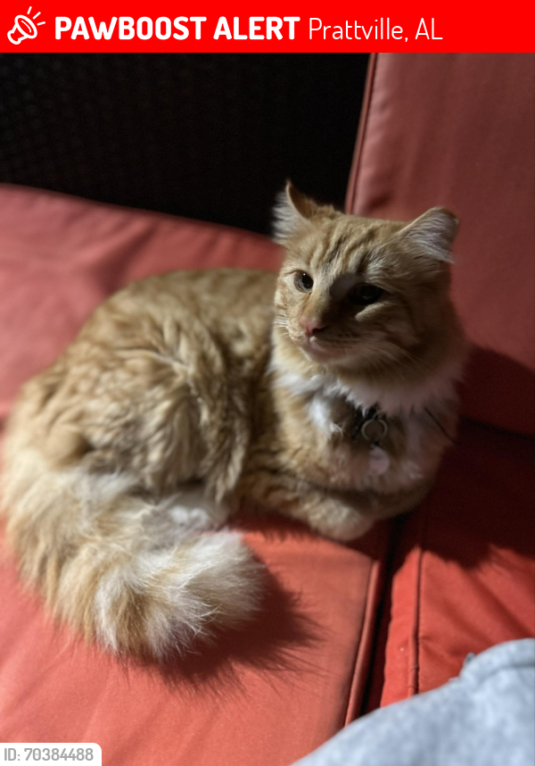 Prattville, AL Lost Male Cat, Tito Is Missing | PawBoost