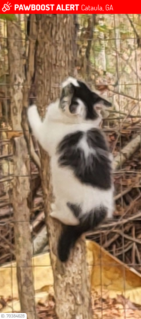 Cataula, GA Lost Male Cat, Zorro Is Missing | PawBoost