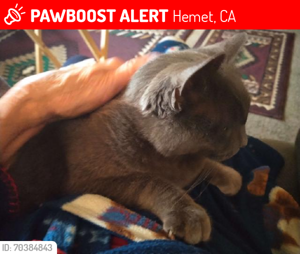 Hemet, CA Lost Female Cat, Momma Kitty Is Missing | PawBoost