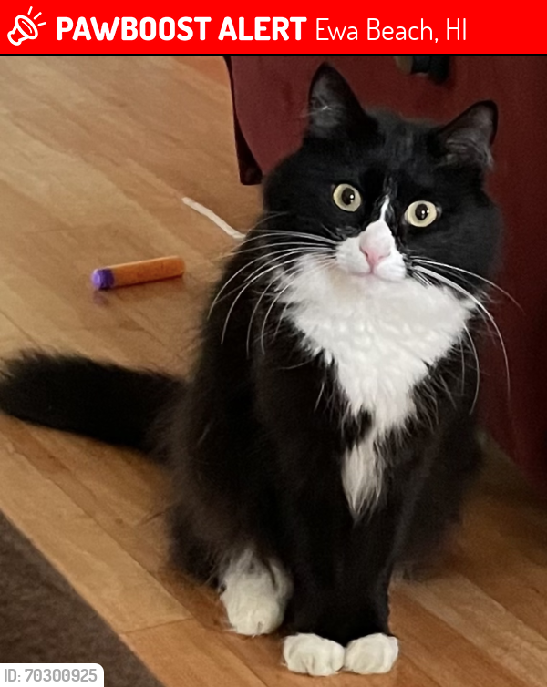 Ewa Beach, HI Lost Male Cat, Scooter Is Missing | PawBoost