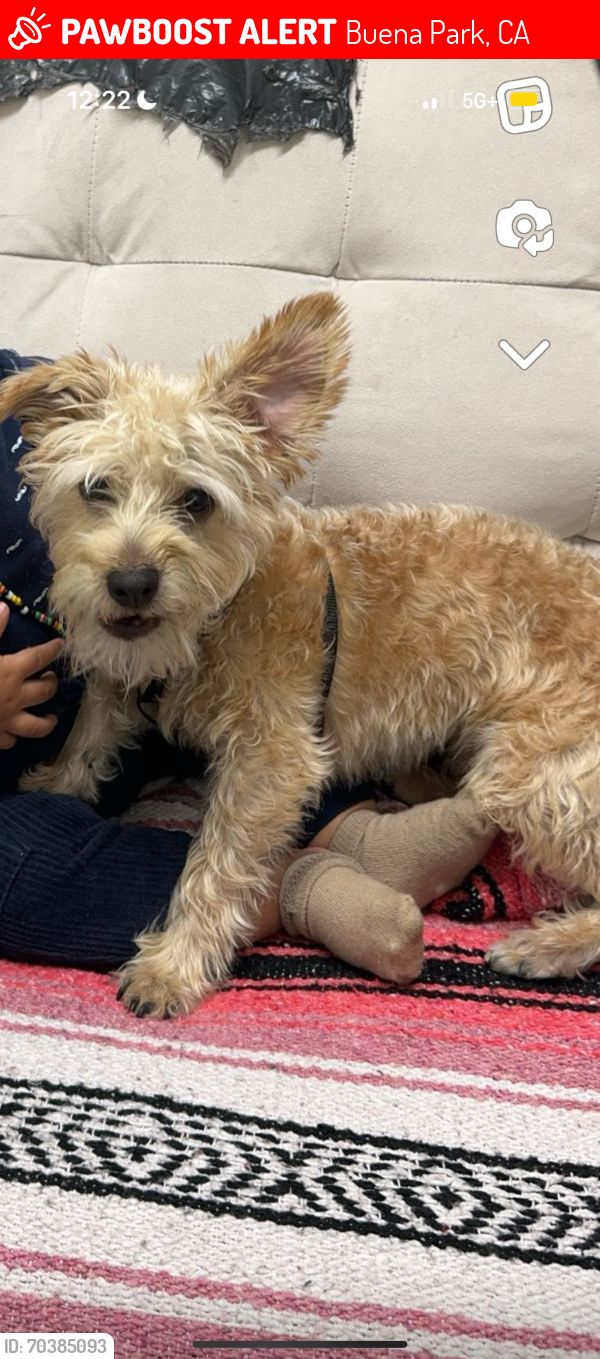 Buena Park, CA Lost Male Dog, Max Is Missing | PawBoost