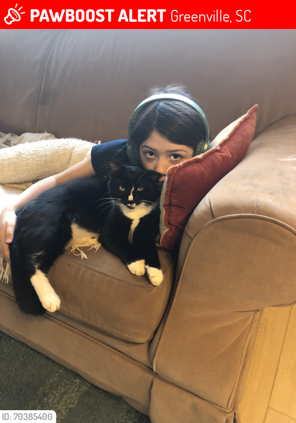 Greenville, SC Lost Male Cat, Mittens Is Missing | PawBoost