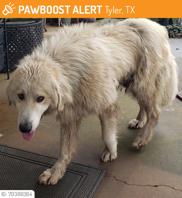 Tyler, TX Stray Dog Found Near Patton Lane & Hwy.64 West | PawBoost