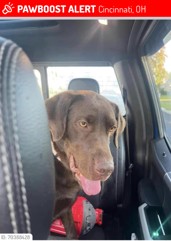 Cincinnati, OH Lost Female Dog, Korytsya Is Missing | PawBoost