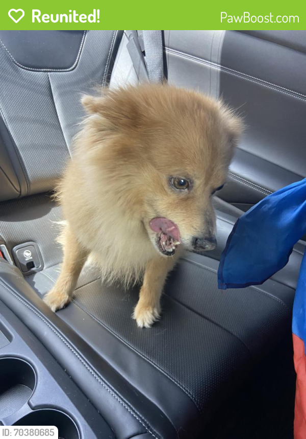 Reunited Male Dog in Miramar, FL 33023 (ID: 70380685) | PawBoost