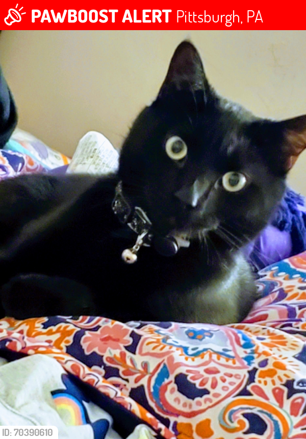 Pittsburgh, PA Lost Male Cat, Papi Is Missing | PawBoost