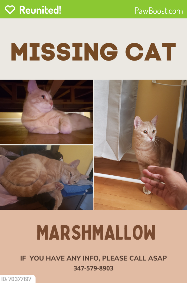 Reunited Male Cat in Queens, NY 11421 (ID: 70377197) | PawBoost