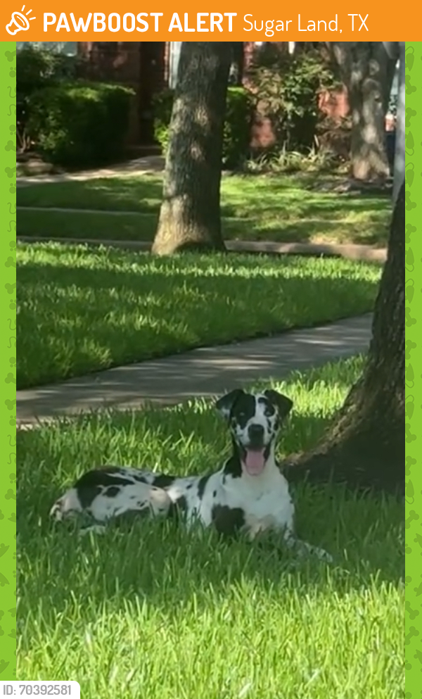 Sugar Land, TX Stray Dog Found Near Dulles Ave and Randall Oak Drive ...